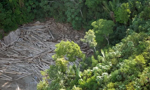 Unauthorized Deforestation continues to be the norm in the Brazilian ...